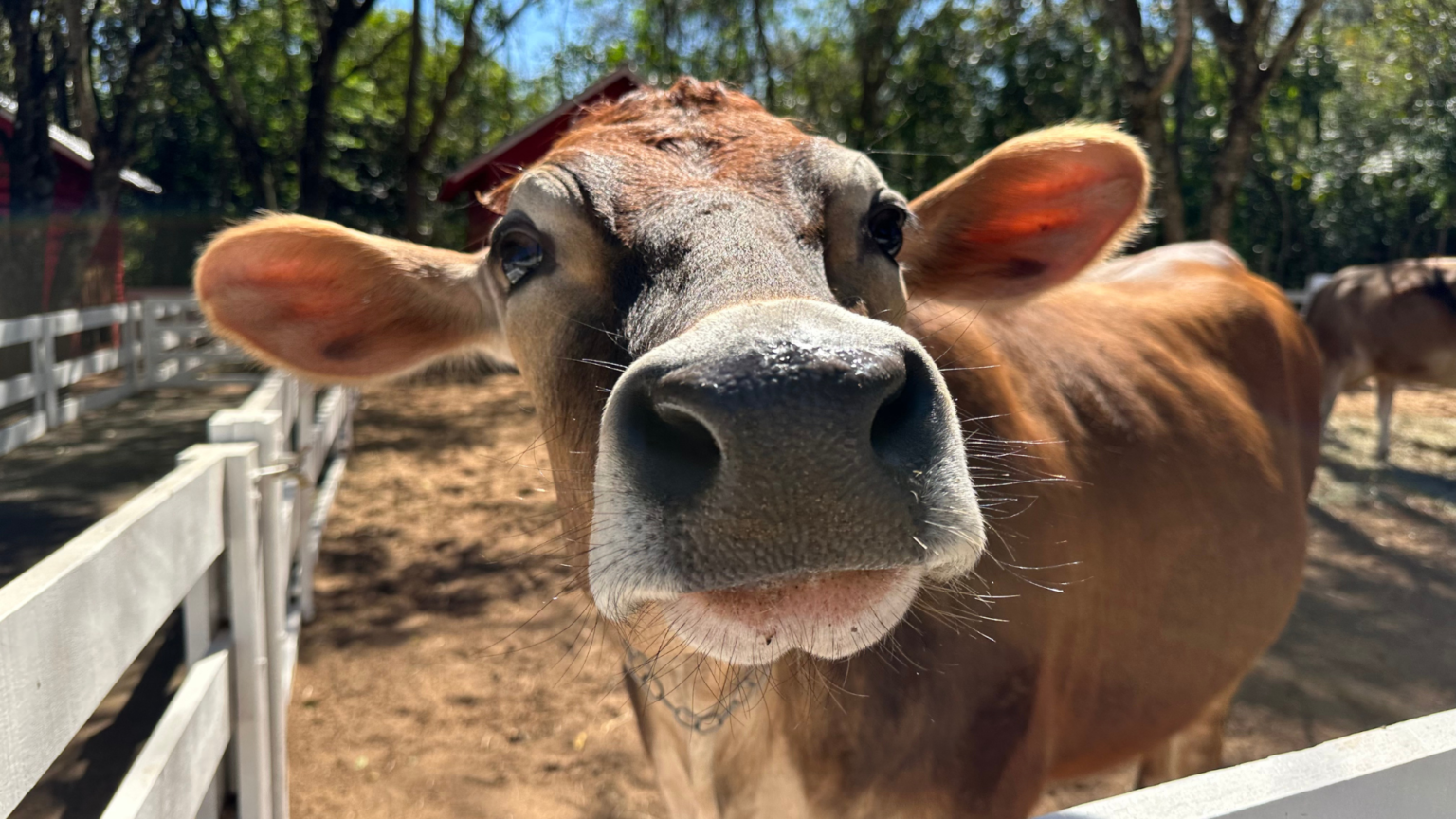 Vacas Jersey: descubra el origen de esta raza