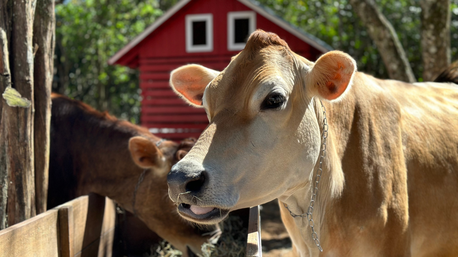 Vacas Jersey: descubra el origen de esta raza