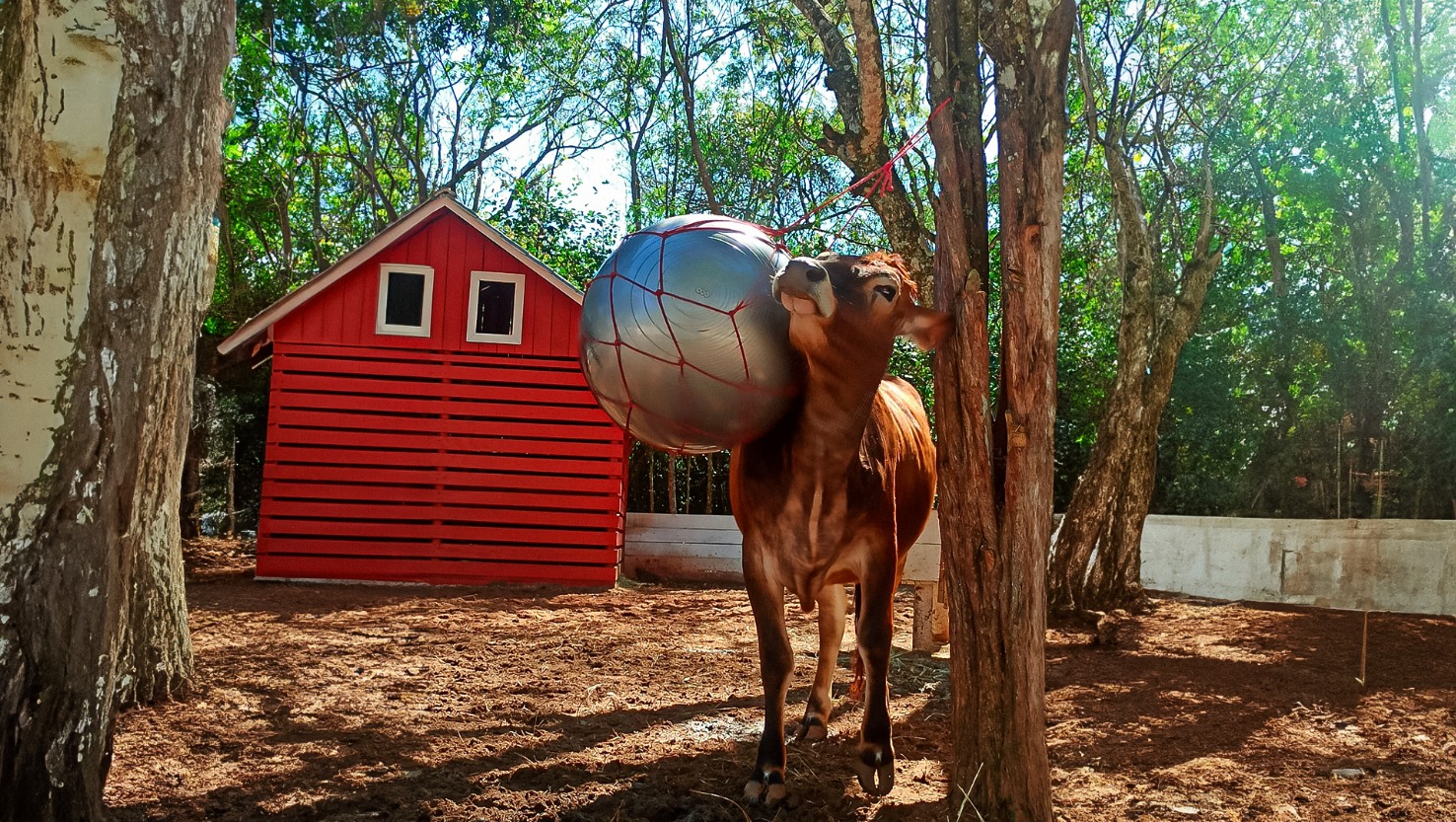En Eco Park, las vacas juegan con una pelota para divertirse y mantener ...